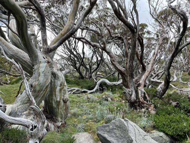 Main range – Snowy Mountains, NSW - Catherine O'Neill